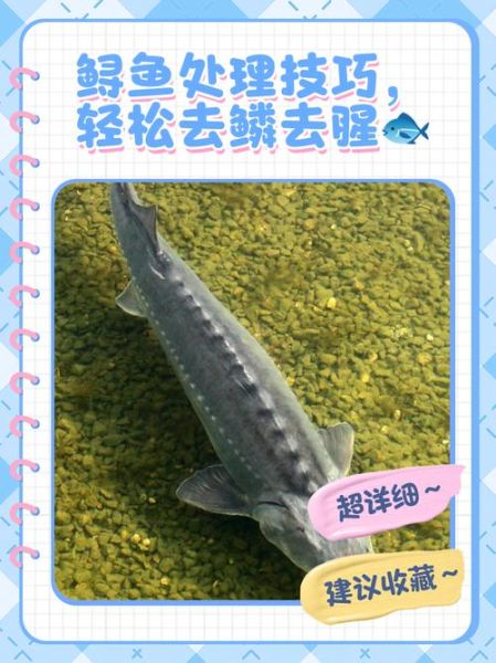 鲟鱼怎么处理_鲟鱼去鳞去腥技巧-第1张图片-山城妙识 鲟鱼怎么处理_鲟鱼去鳞去腥技巧-第1张图片-山城妙识