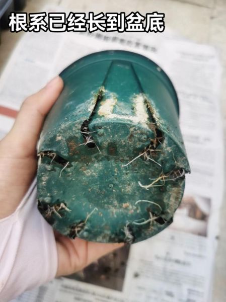 萝卜菜苗怎么种_萝卜菜苗几天发芽-第1张图片-山城妙识