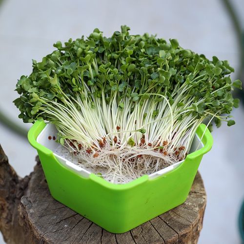 萝卜菜苗怎么种_萝卜菜苗几天发芽-第2张图片-山城妙识