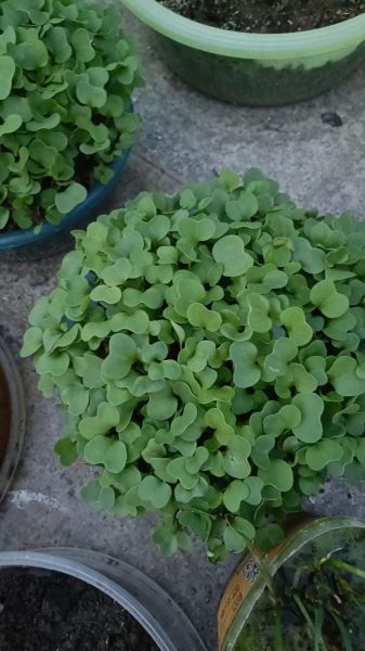 萝卜菜苗怎么种_萝卜菜苗几天发芽-第3张图片-山城妙识