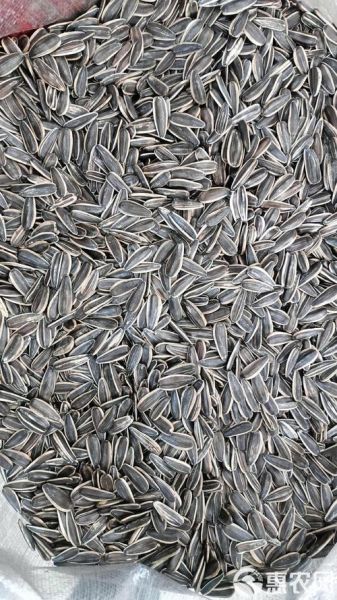 葵花籽价格最新行情_今日多少钱一斤-第3张图片-山城妙识 葵花籽价格最新行情_今日多少钱一斤-第3张图片-山城妙识