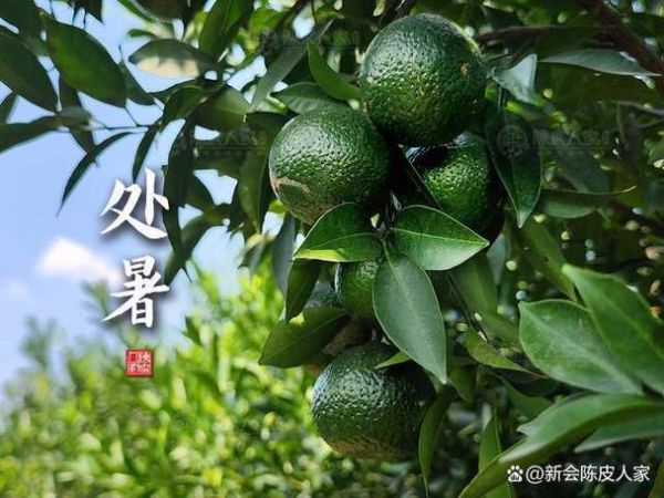 处暑吃什么_处暑养生食谱推荐-第3张图片-山城妙识 处暑吃什么_处暑养生食谱推荐-第3张图片-山城妙识