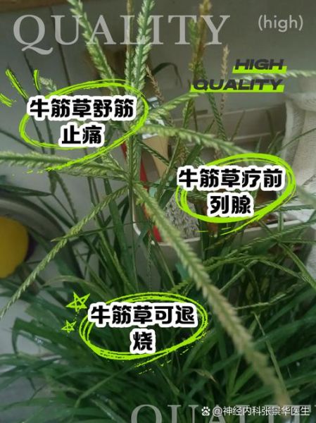 牛筋草对脑梗有效果吗_牛筋草怎么喝才管用-第1张图片-山城妙识 牛筋草对脑梗有效果吗_牛筋草怎么喝才管用-第1张图片-山城妙识