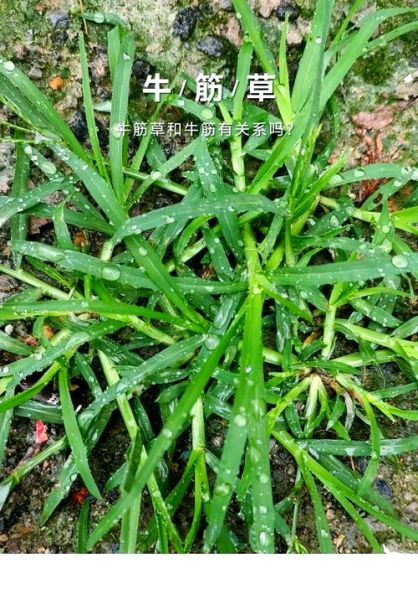 牛筋草对脑梗有效果吗_牛筋草怎么喝才管用-第2张图片-山城妙识 牛筋草对脑梗有效果吗_牛筋草怎么喝才管用-第2张图片-山城妙识