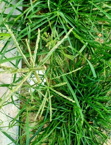 牛筋草对脑梗有效果吗_牛筋草怎么喝才管用-第3张图片-山城妙识 牛筋草对脑梗有效果吗_牛筋草怎么喝才管用-第3张图片-山城妙识