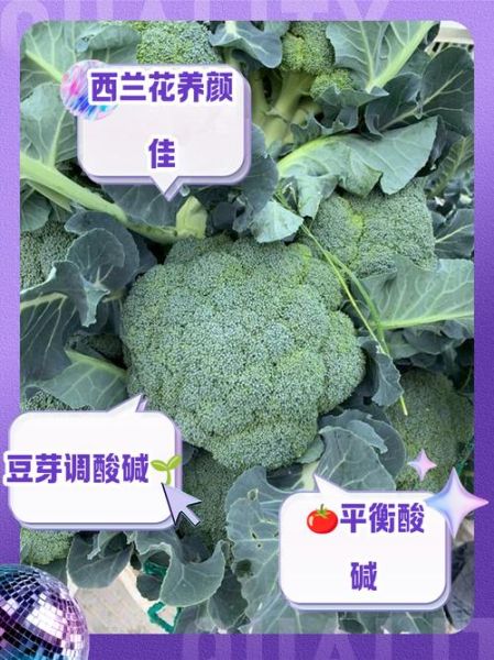 碱性蔬菜有哪些_碱性蔬菜排行榜前10名-第3张图片-山城妙识