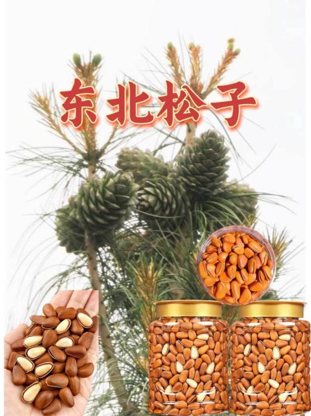 2021年松子价格多少钱一斤_为什么今年松子这么贵-第3张图片-山城妙识