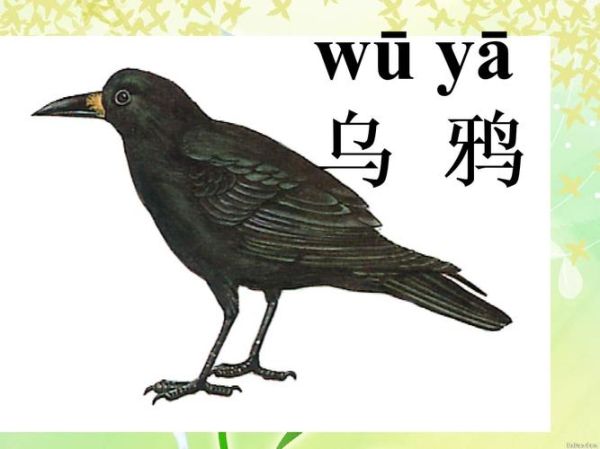 乌鸦的拼音怎么写_乌鸦叫声怎么模仿-第2张图片-山城妙识