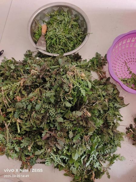 荠荠菜饺子怎么调馅才鲜嫩_荠荠菜饺子焯水还是不焯水-第3张图片-山城妙识 荠荠菜饺子怎么调馅才鲜嫩_荠荠菜饺子焯水还是不焯水-第3张图片-山城妙识