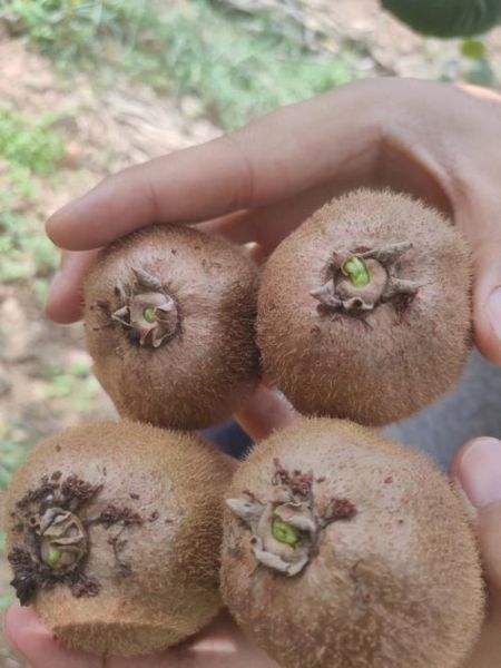 徐香猕猴桃为什么甜_徐香猕猴桃怎么挑-第1张图片-山城妙识