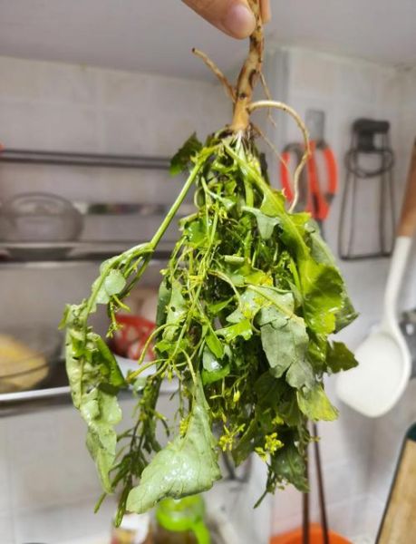 生鱼汤怎么做最有营养_生鱼汤去腥技巧-第1张图片-山城妙识 生鱼汤怎么做最有营养_生鱼汤去腥技巧-第1张图片-山城妙识