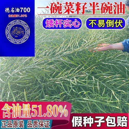 油菜籽出油率是多少_如何提高油菜籽出油率-第1张图片-山城妙识 油菜籽出油率是多少_如何提高油菜籽出油率-第1张图片-山城妙识