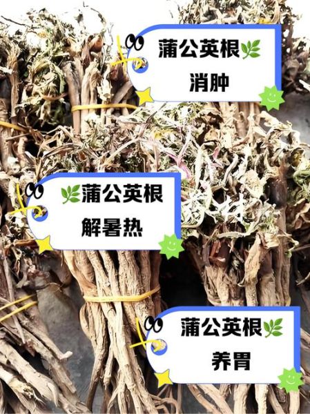 蒲公英泡水喝的功效与作用_蒲公英根和叶哪个好-第1张图片-山城妙识