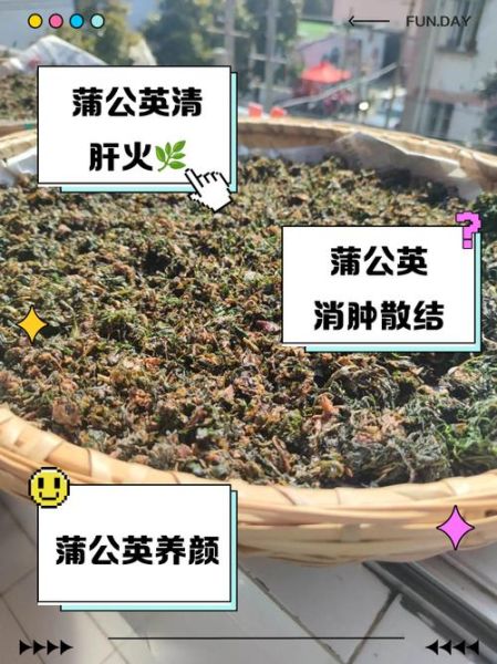 蒲公英泡水喝的功效与作用_蒲公英根和叶哪个好-第2张图片-山城妙识