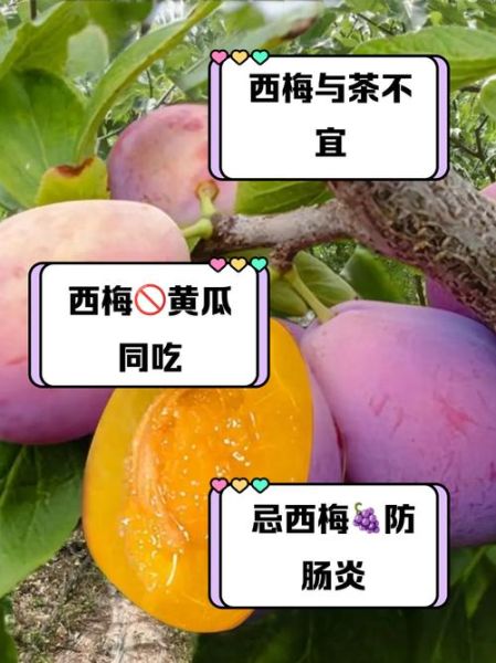西梅不能和什么一起吃_西梅食用禁忌有哪些-第3张图片-山城妙识 西梅不能和什么一起吃_西梅食用禁忌有哪些-第3张图片-山城妙识