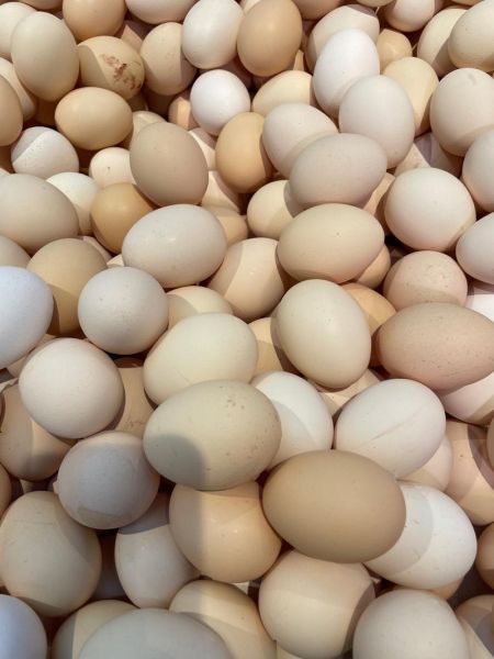 鸡蛋照片图片大全大图_鸡蛋高清图怎么拍-第2张图片-山城妙识