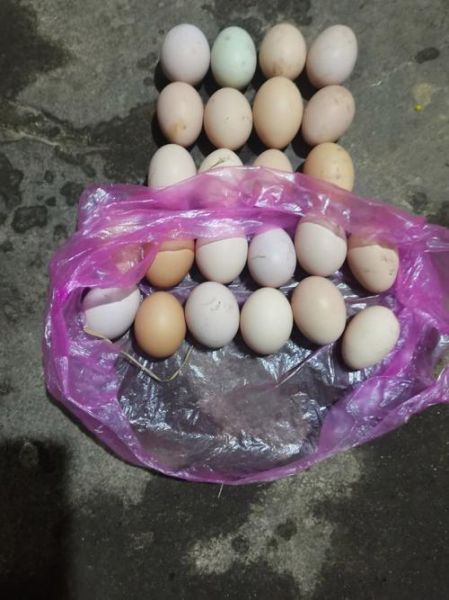 鸡蛋照片图片大全大图_鸡蛋高清图怎么拍-第3张图片-山城妙识