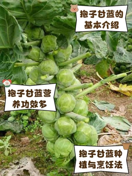 抱子甘蓝怎么做好吃_抱子甘蓝营养价值高吗-第1张图片-山城妙识