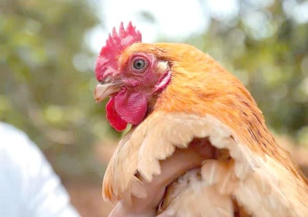 海南文昌鸡图片_正宗文昌鸡长什么样-第2张图片-山城妙识 海南文昌鸡图片_正宗文昌鸡长什么样-第2张图片-山城妙识