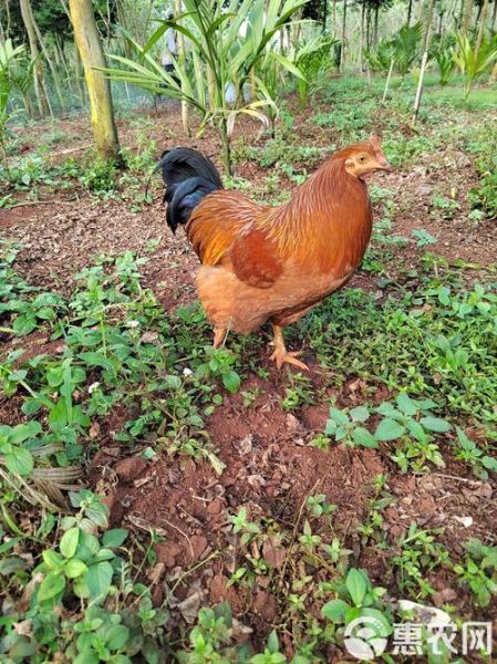 海南文昌鸡图片_正宗文昌鸡长什么样-第3张图片-山城妙识 海南文昌鸡图片_正宗文昌鸡长什么样-第3张图片-山城妙识