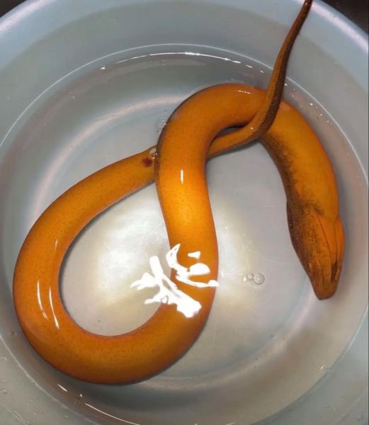 野生黄鳝吃什么_野生黄鳝主要食物有哪些-第1张图片-山城妙识