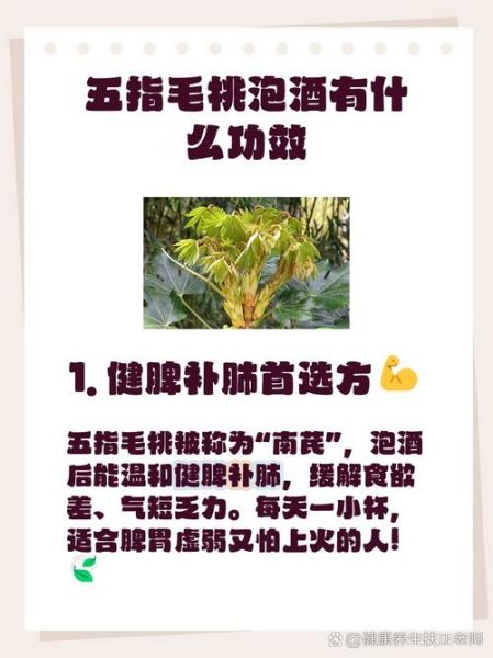 五指毛桃泡酒配方大全_五指毛桃泡酒的功效与禁忌-第3张图片-山城妙识