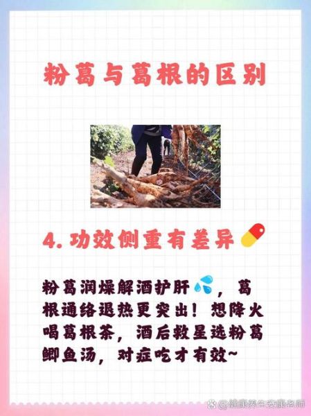 粉葛和葛根是一样的吗_粉葛与葛根区别-第1张图片-山城妙识 粉葛和葛根是一样的吗_粉葛与葛根区别-第1张图片-山城妙识