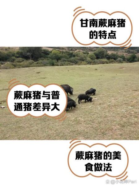 蕨麻猪是什么_蕨麻猪多少钱一斤-第3张图片-山城妙识 蕨麻猪是什么_蕨麻猪多少钱一斤-第3张图片-山城妙识