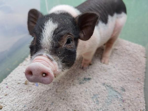 猪图片大全可爱_呆萌小猪怎么拍-第2张图片-山城妙识