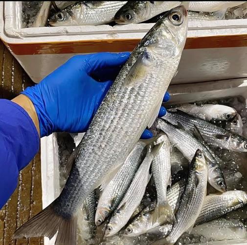 乌头鱼图片怎么区分_乌头鱼高清图片大全-第3张图片-山城妙识 乌头鱼图片怎么区分_乌头鱼高清图片大全-第3张图片-山城妙识