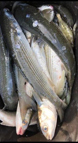 乌头鱼图片怎么区分_乌头鱼高清图片大全-第1张图片-山城妙识 乌头鱼图片怎么区分_乌头鱼高清图片大全-第1张图片-山城妙识