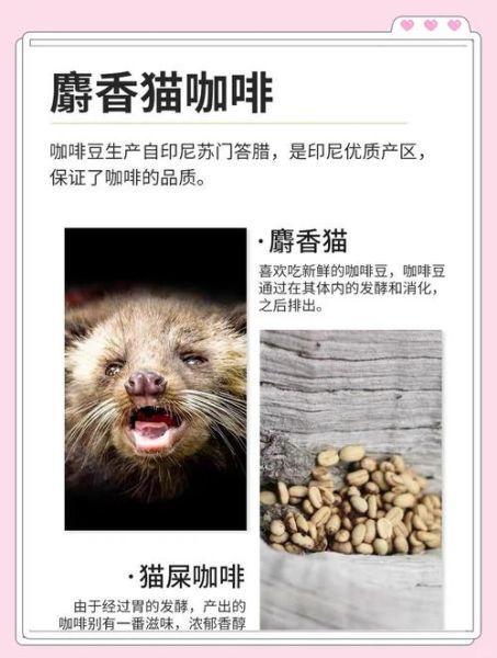 猫屎咖啡是怎么来的_猫屎咖啡为什么那么贵-第1张图片-山城妙识 猫屎咖啡是怎么来的_猫屎咖啡为什么那么贵-第1张图片-山城妙识