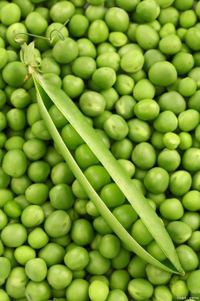 碗豆图片大全_碗豆高清壁纸哪里找-第3张图片-山城妙识