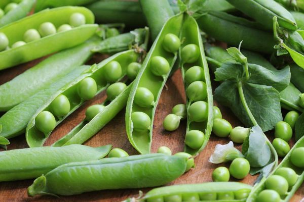 碗豆图片大全_碗豆高清壁纸哪里找-第1张图片-山城妙识