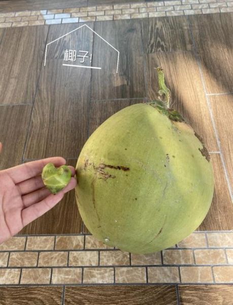 椰子怎么吃_椰子吃法大全-第1张图片-山城妙识 椰子怎么吃_椰子吃法大全-第1张图片-山城妙识