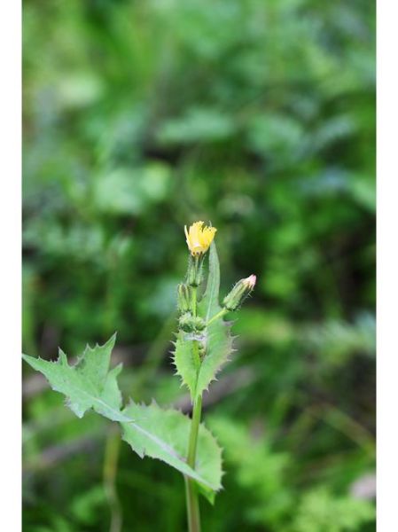 苦苦菜图片_苦苦菜长什么样-第1张图片-山城妙识 苦苦菜图片_苦苦菜长什么样-第1张图片-山城妙识