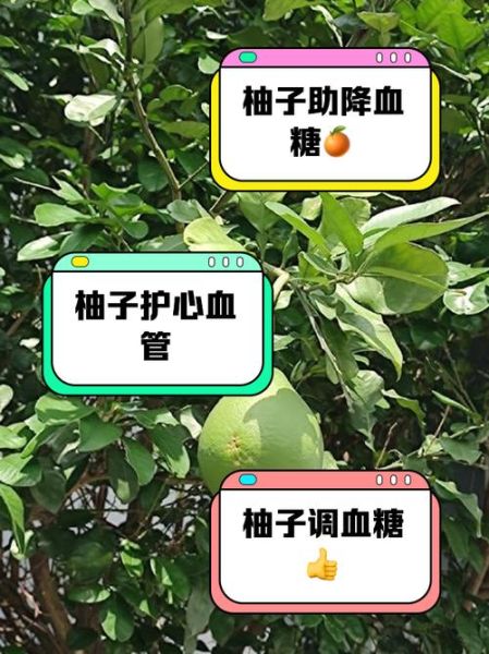 柚子糖份高吗_糖尿病人能吃柚子吗-第2张图片-山城妙识 柚子糖份高吗_糖尿病人能吃柚子吗-第2张图片-山城妙识