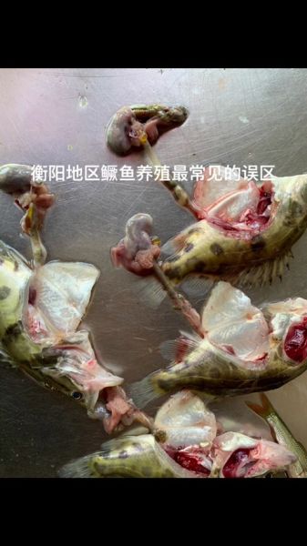 鳜鱼养殖利润怎么样_鳜鱼养殖成本与利润分析-第1张图片-山城妙识 鳜鱼养殖利润怎么样_鳜鱼养殖成本与利润分析-第1张图片-山城妙识