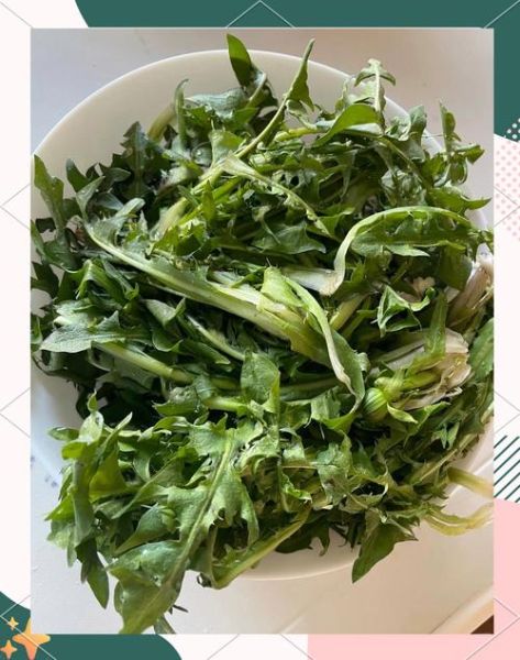 新鲜蒲公英怎么吃_蒲公英的吃法有哪些-第2张图片-山城妙识