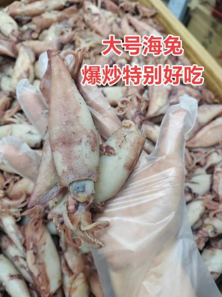 海兔图片多少钱一斤_海兔市场价格行情-第3张图片-山城妙识 海兔图片多少钱一斤_海兔市场价格行情-第3张图片-山城妙识