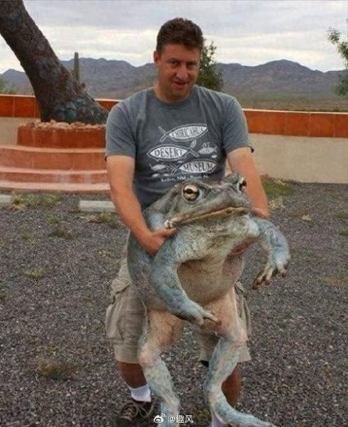 世界上最大的青蛙有多大_巨谐蛙体重体长实测-第2张图片-山城妙识