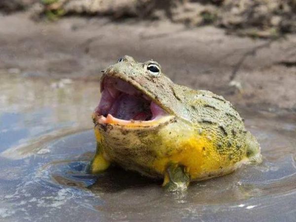 世界上最大的青蛙有多大_巨谐蛙体重体长实测-第1张图片-山城妙识