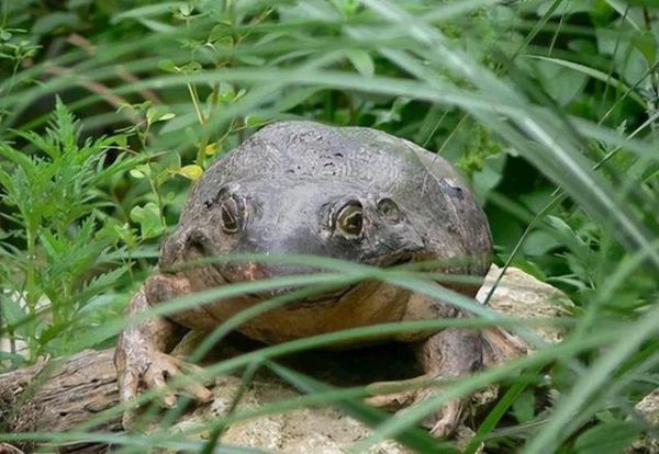 世界上最大的青蛙有多大_巨谐蛙体重体长实测-第3张图片-山城妙识