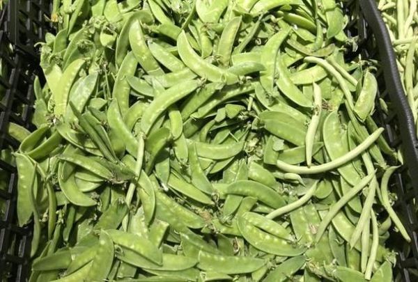 芸豆长什么样子_芸豆和四季豆的区别-第2张图片-山城妙识