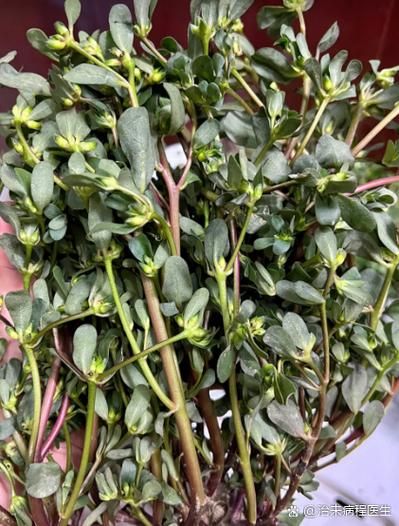 马齿笕治白头发真的有效吗_马齿笕治白头发怎么用-第3张图片-山城妙识