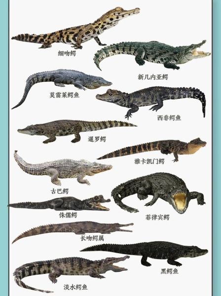 鳄鱼是两栖动物吗_鳄鱼属于什么类-第1张图片-山城妙识