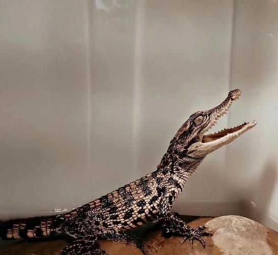 鳄鱼是两栖动物吗_鳄鱼属于什么类-第2张图片-山城妙识