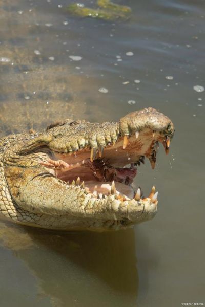 鳄鱼是两栖动物吗_鳄鱼属于什么类-第3张图片-山城妙识