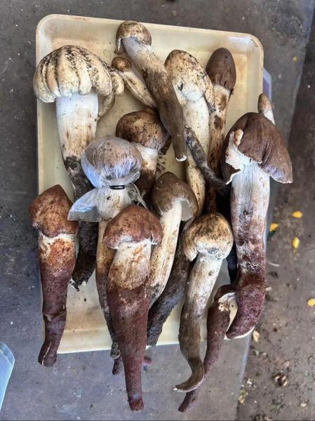 鸡枞菇多少钱一斤_鸡枞菇怎么保存-第3张图片-山城妙识