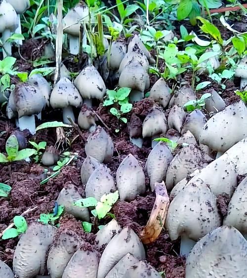 鸡枞菇多少钱一斤_鸡枞菇怎么保存-第1张图片-山城妙识